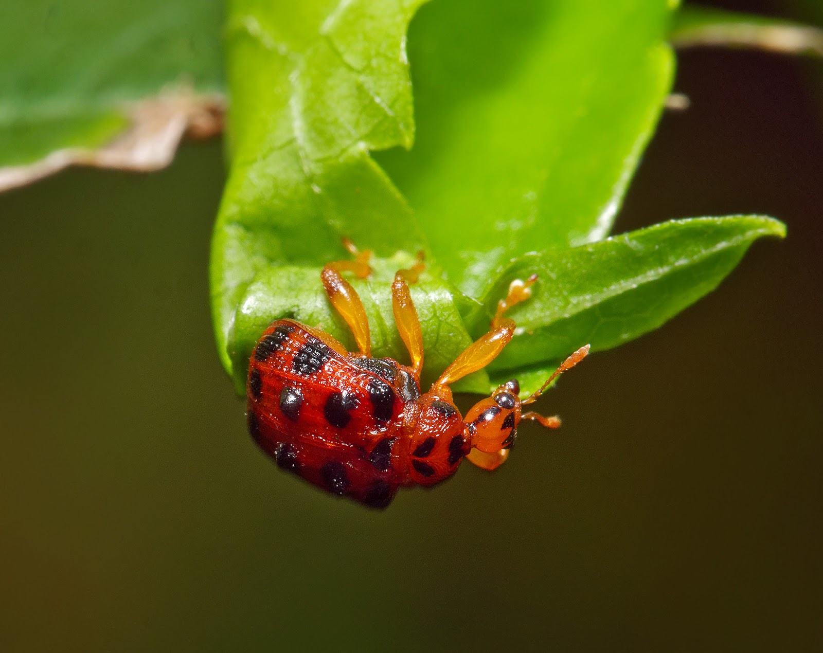 tower record: 一邊交配一邊築巢的黑點捲葉象鼻蟲_The mating Weevil curve the leaf for ...