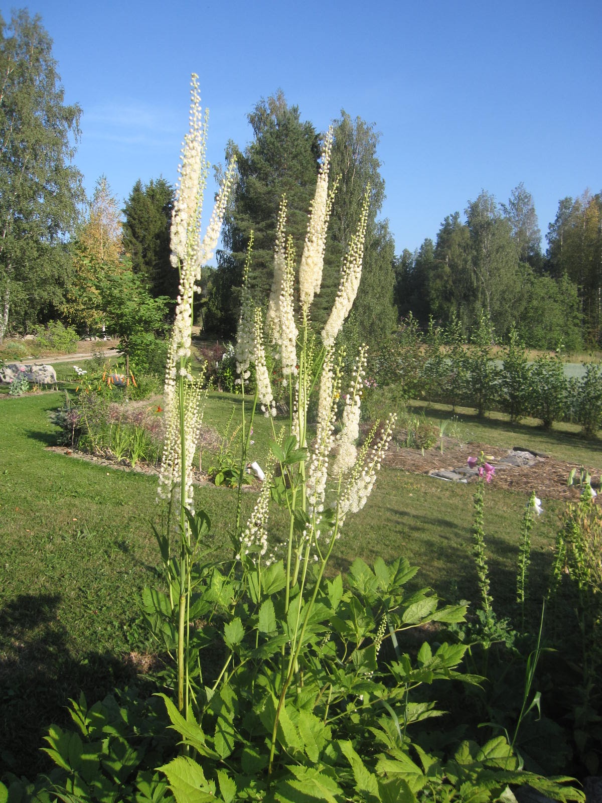 Päivänpesän elämää: Valkoista