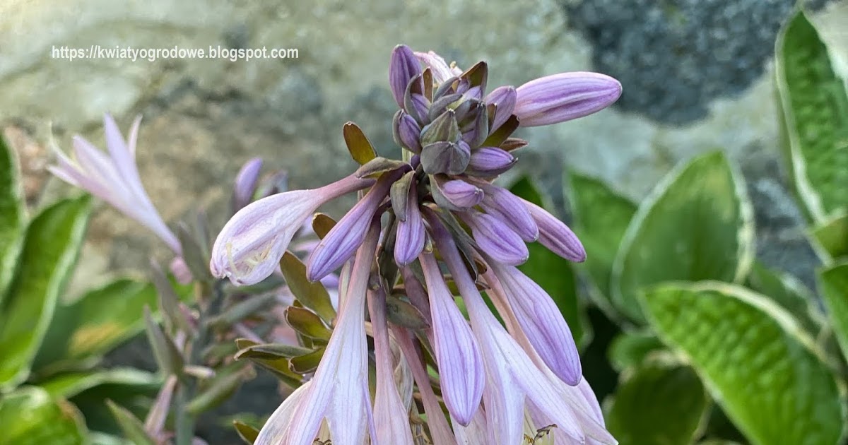 Funkia, jak uprawiać w ogrodzie tę wyjątkowo ozdobną bylinę?