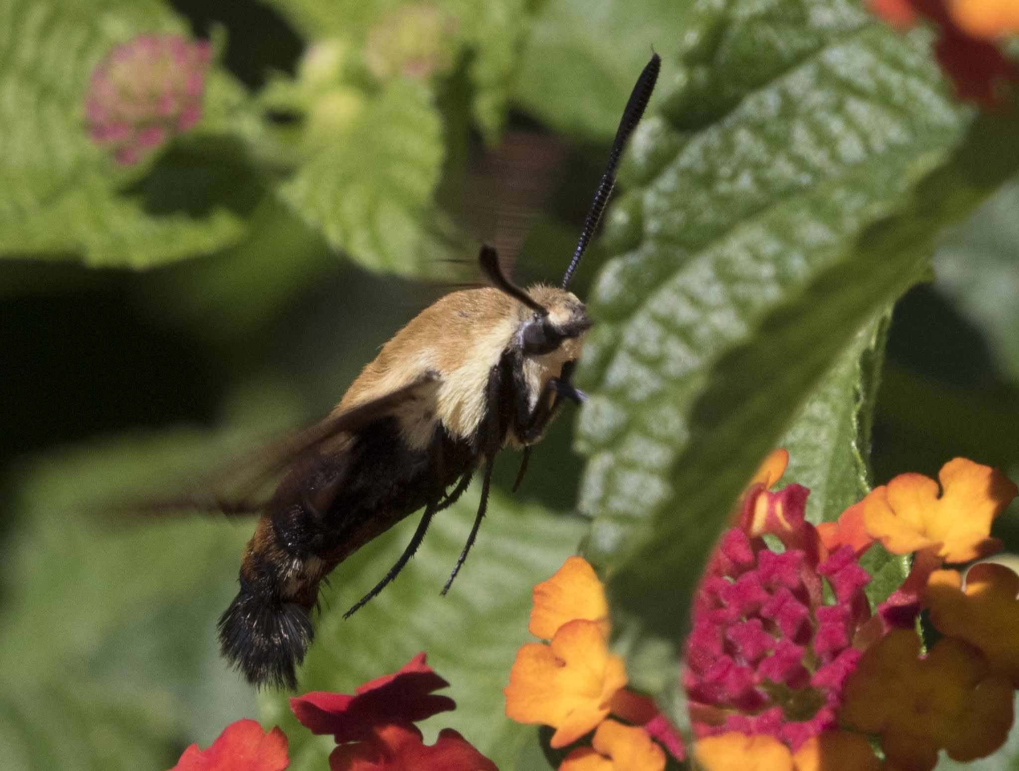 Beachgirl's Blog: Beth's Patch ~ Snowberry Clearwing Moths