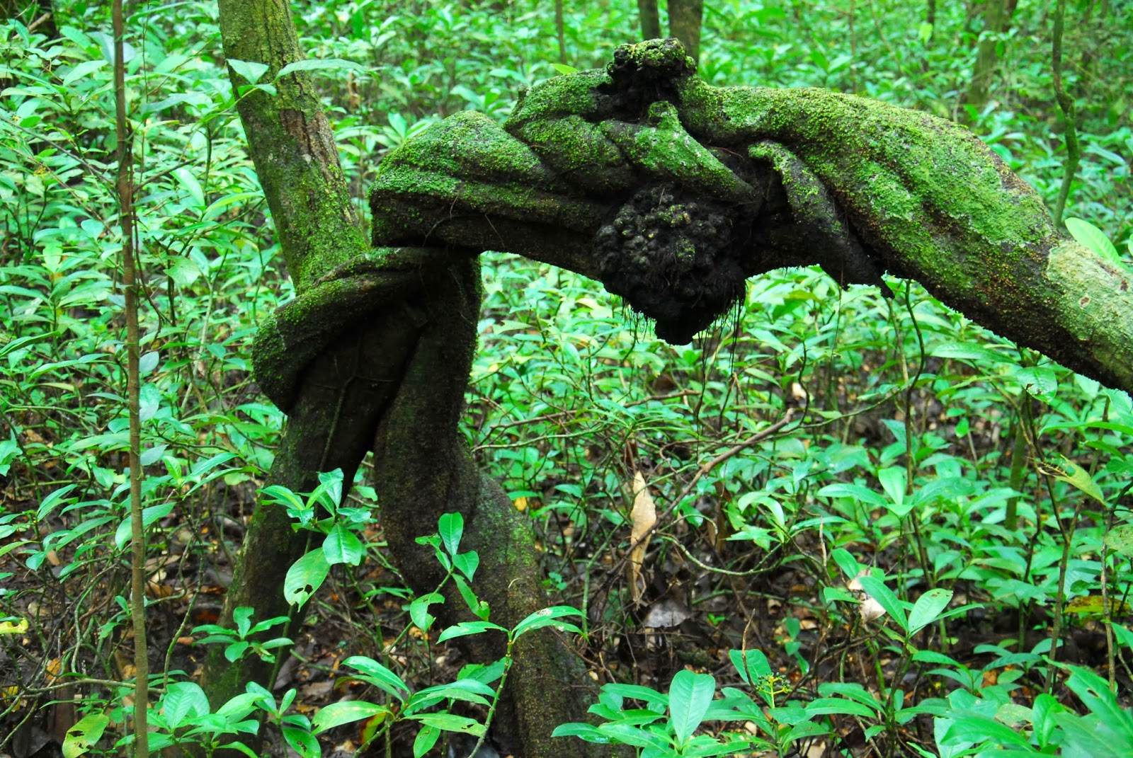 VISWANATH S: SEETHANADI-HEBRI-2013