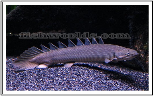 Palmas fish (Polypterus palmas) | FISH WORLDs.com