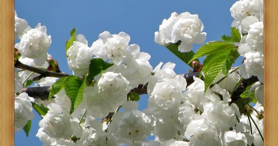 Expresii frumoase despre Primavara - expresii pentru compunerii despre ...