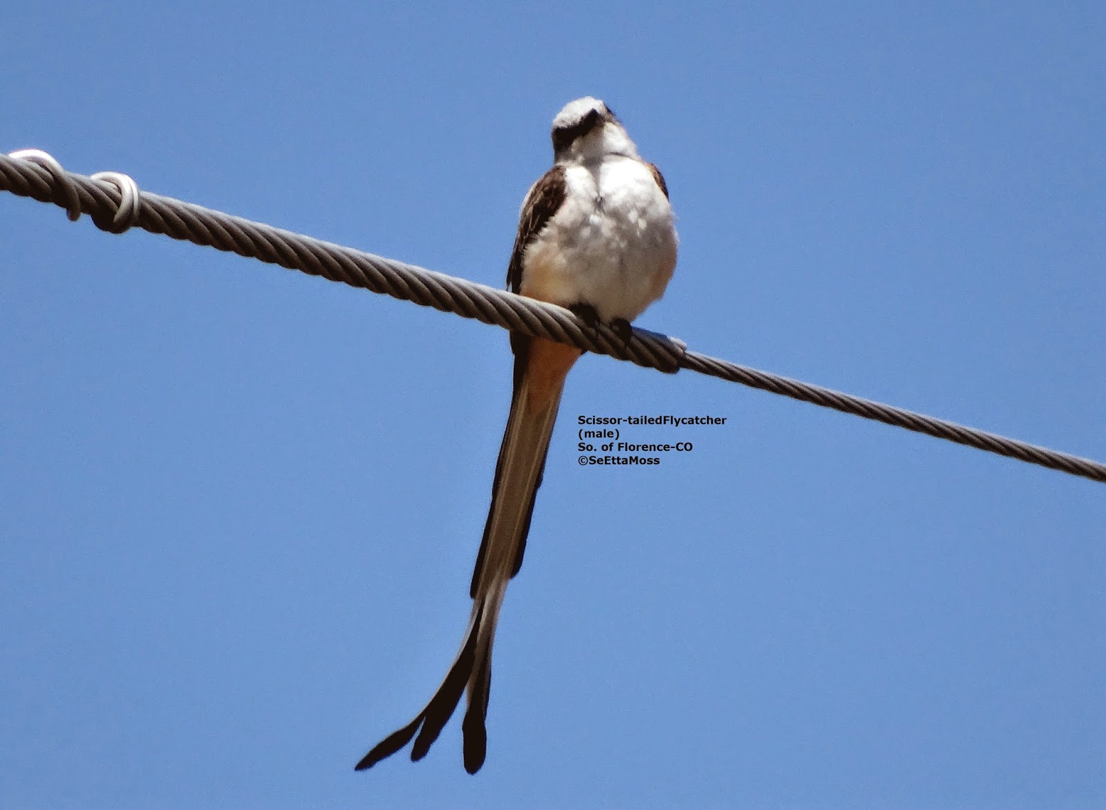Scissor-tailed Flycatchers in So Central Colorado: only the male ...
