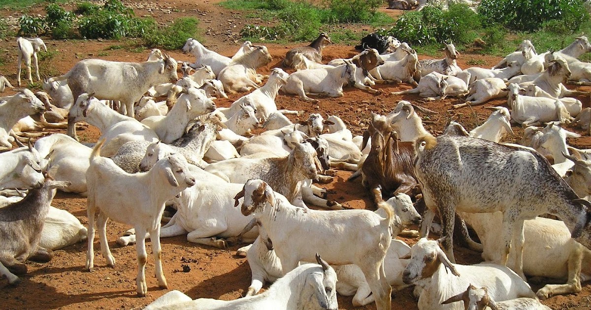 Kanuni za ufugaji bora wa mbuzi