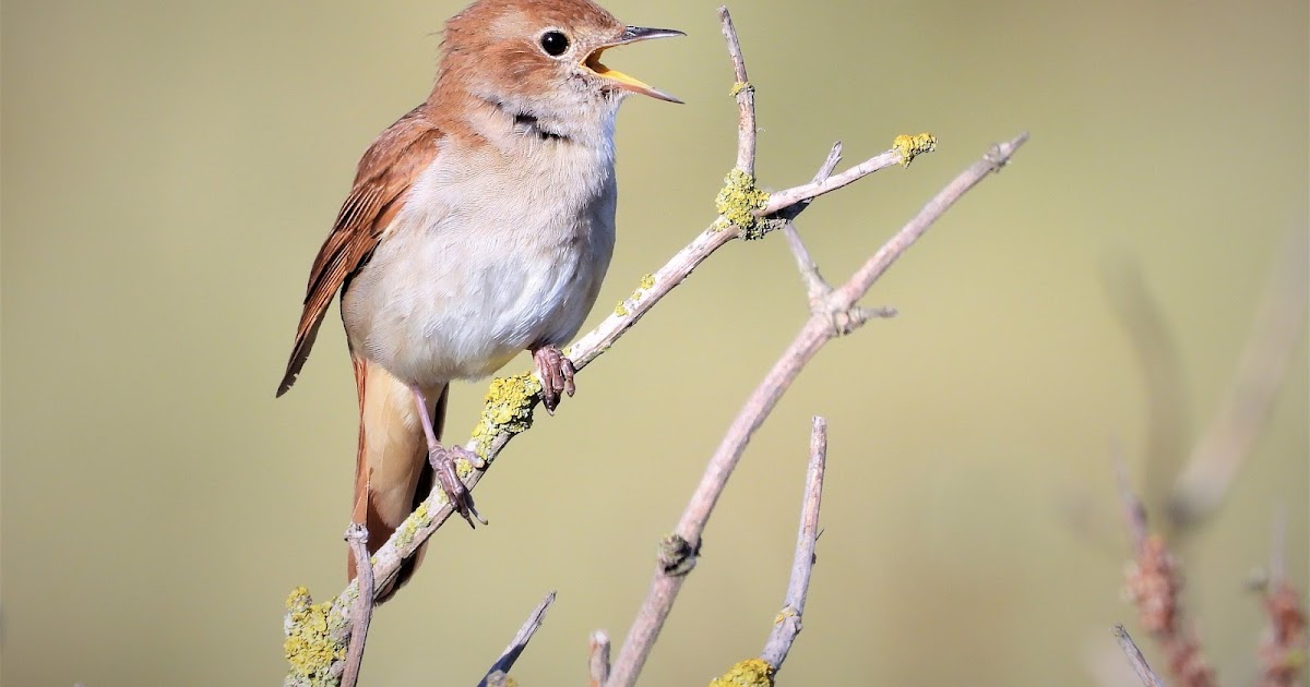 ROSSINYOL FITXA TÈCNICA
