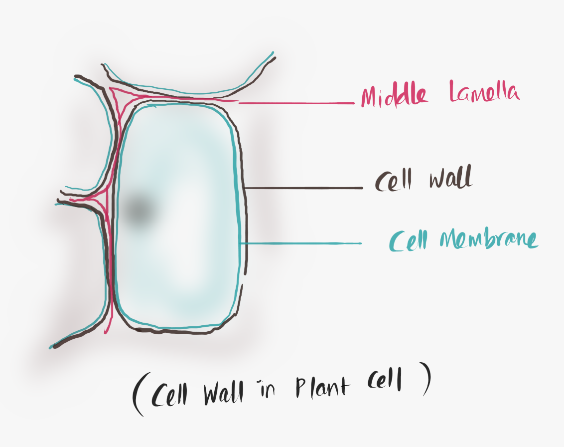 Eukaryotic-Cell-Ultrastructure | Notes by UK Sir | Cell Bio- 6 - Bio ...