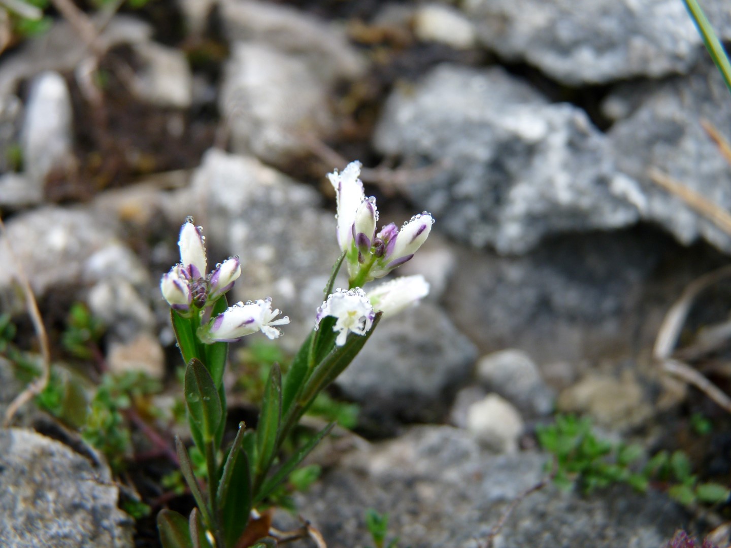 The Flora of Hutton Roof : Polygala vulgaris (Common Milkwort)