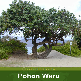 Ketahui Persebaran Pohon Waru di Seluruh Dunia - Ciriciripohon.com