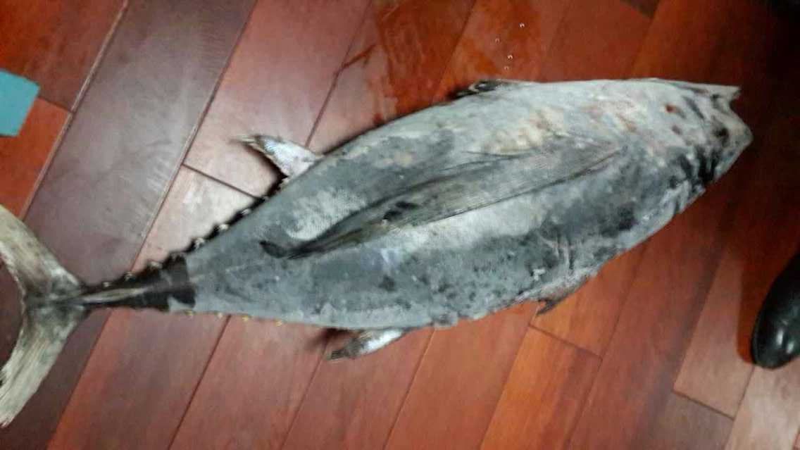 Yellowfin Tuna Whole Round Product for Restaurant Ingredient ...