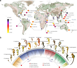 Rosa Rubicondior: Evolution News - The How and Why of Seahorse Evolution
