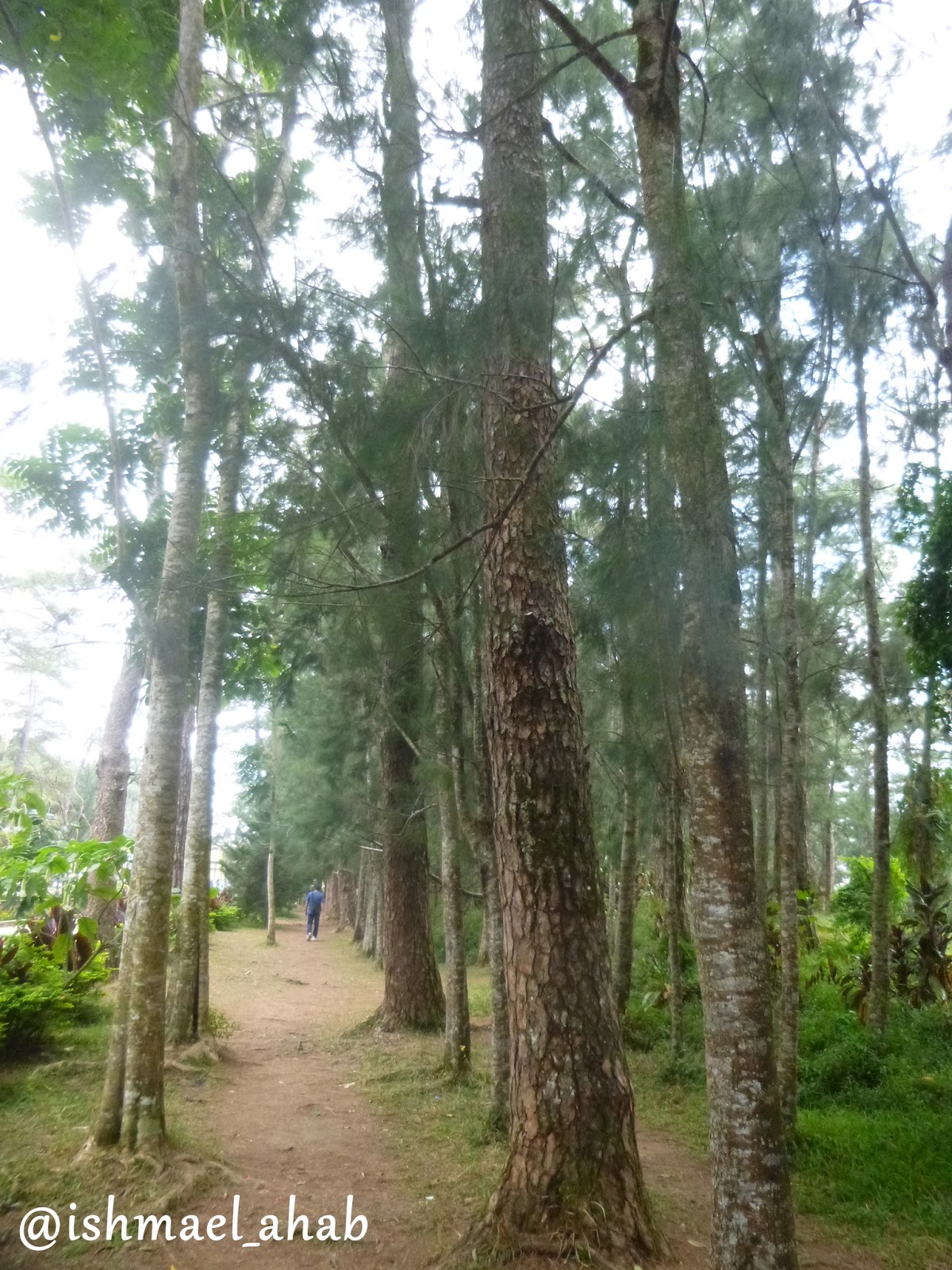 Let's Go to Baguio (Part 9): Strolling Right in Wright Park |Filipino ...