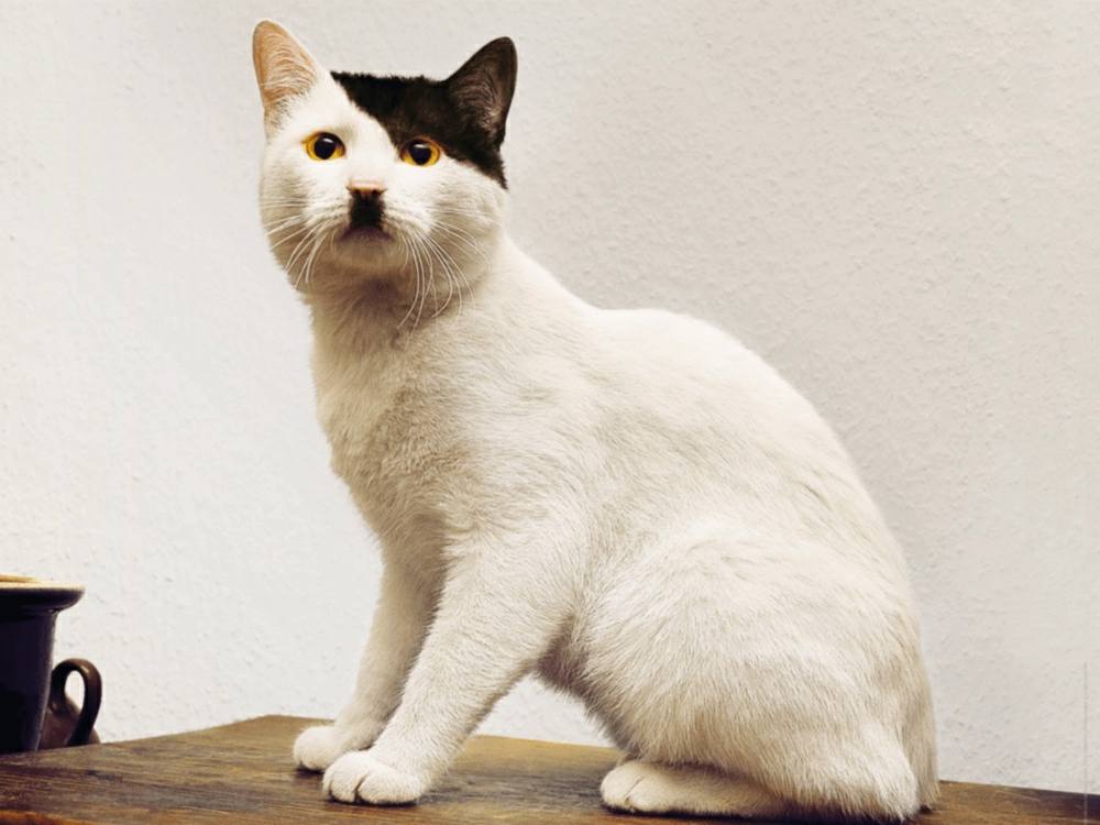 Gatos Mundanos: Gatos com bigode de Hitler