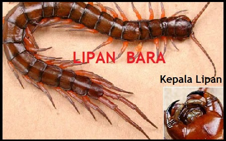 Anim Agro Technology: LIPAN DAN LIPAN BARA