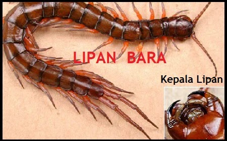 Anim Agro Technology: LIPAN DAN LIPAN BARA