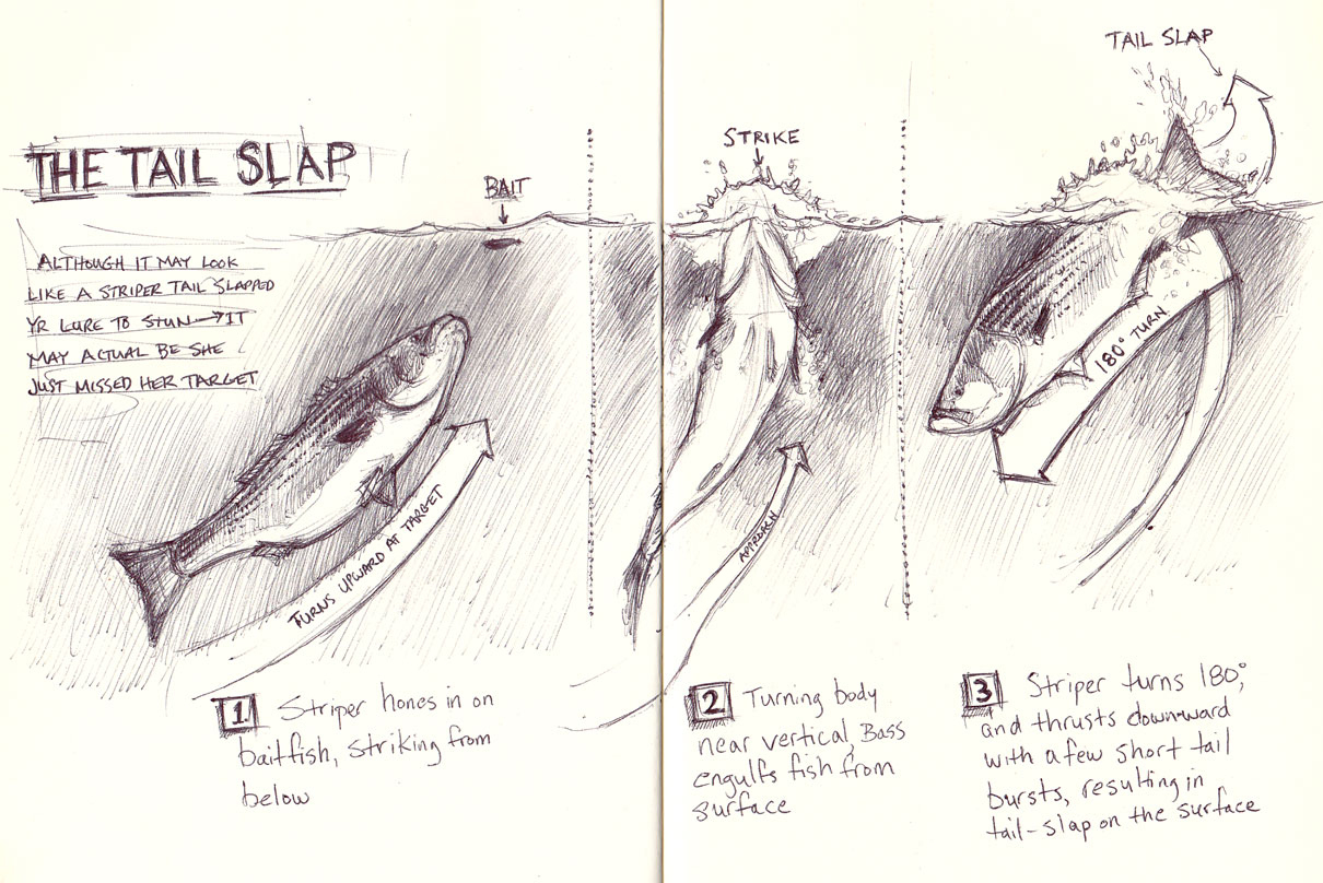 Mike Sudal field notes: The Tail-Slap