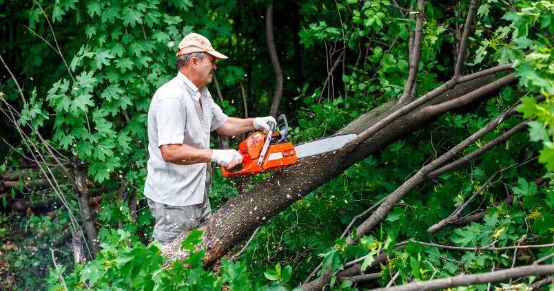 How and why to hire a company for Emergency Tree Service in MI? ~ Its ...