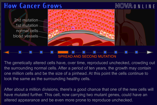 EC Honors Biology: How Cancer Grows and Spreads