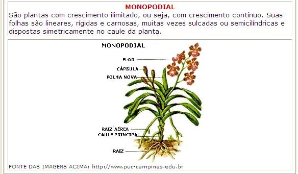 Orquídeas - Fonte de Terapia