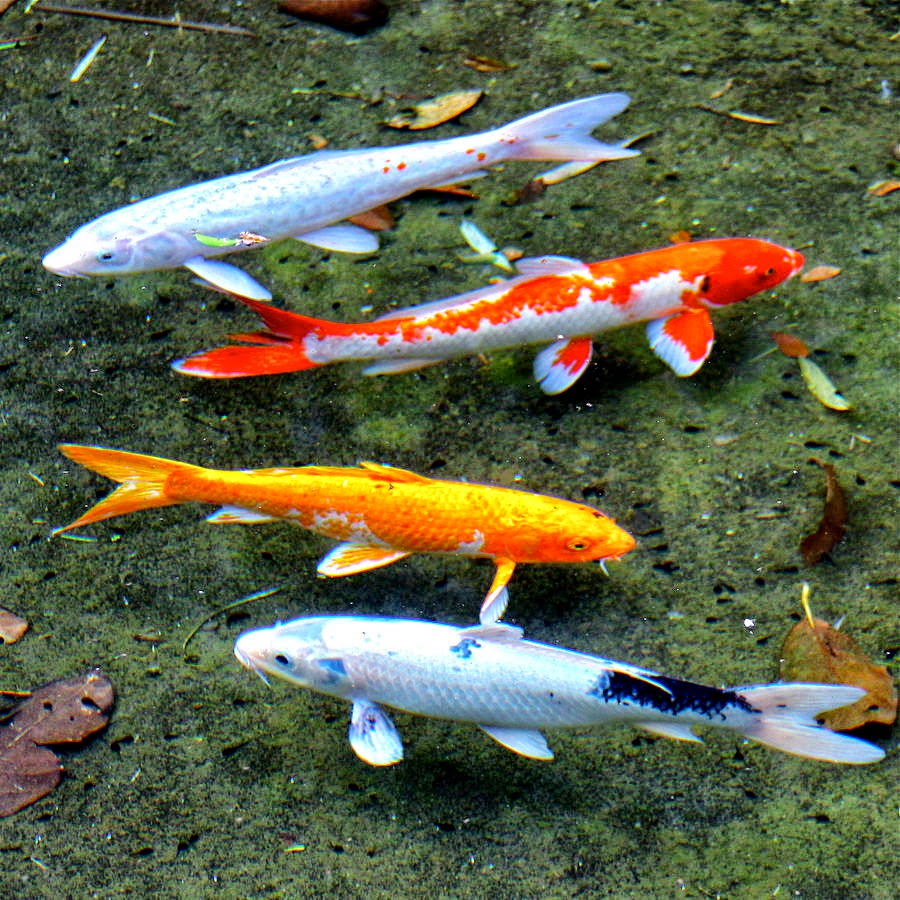 KOI FISH photos - wallpapers | the fun bank