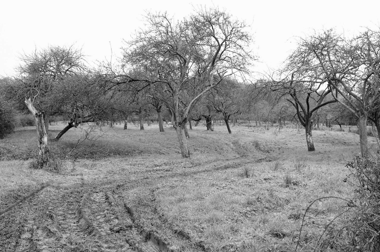 IAMCIDER: Documentary explorations into the world of Cider by Bill ...