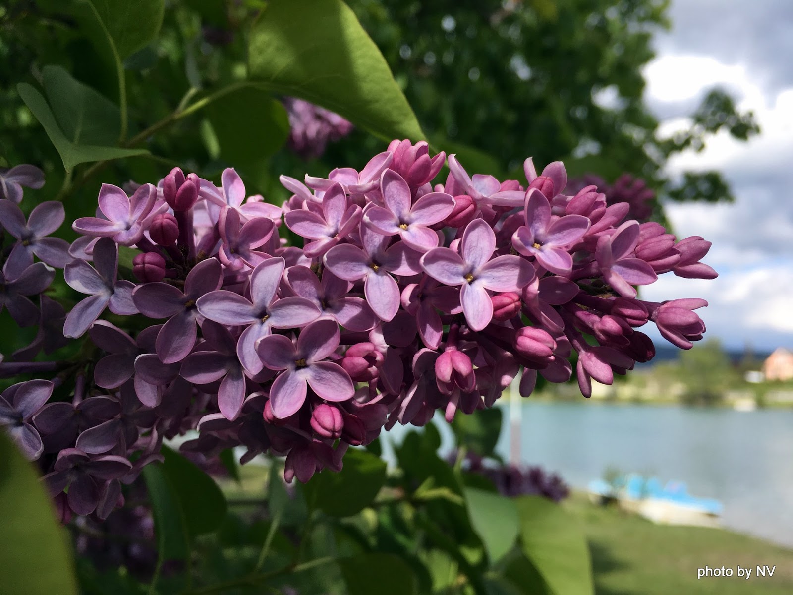 Jorgovan - donosi pozitivnu energiju i simbol je radosti i života ...