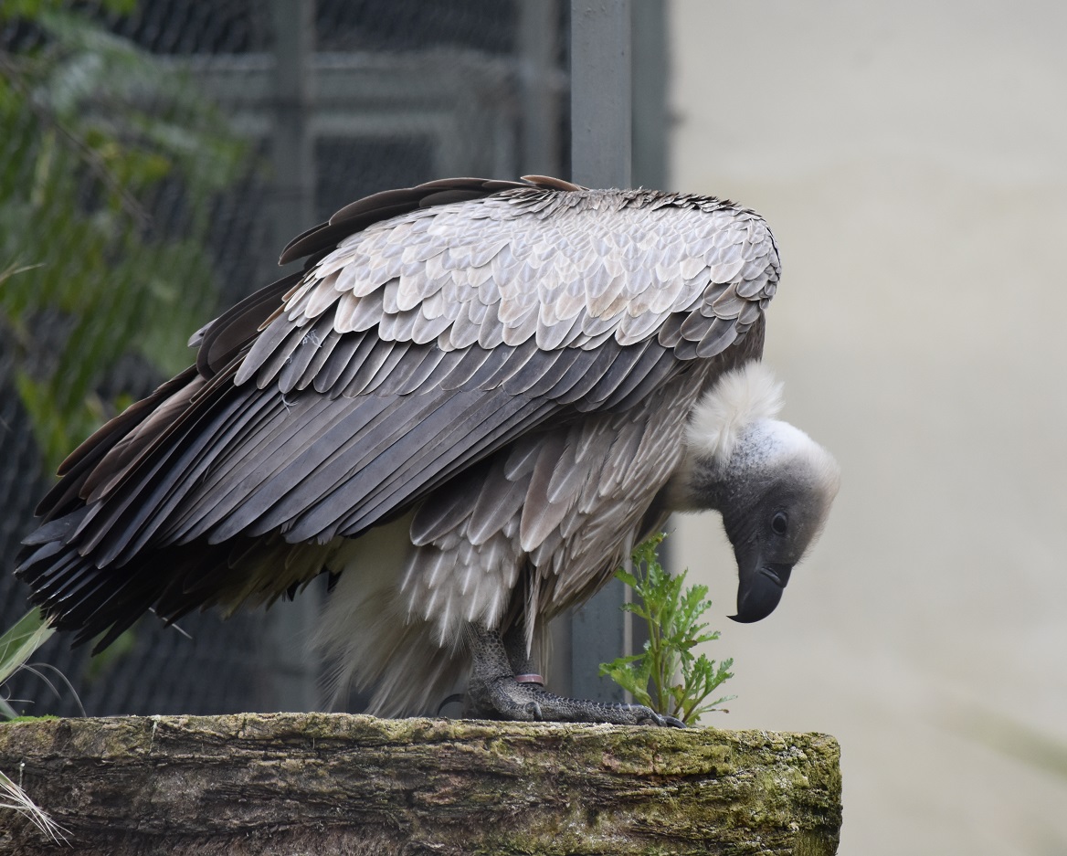 ZOOTOGRAFIANDO (6.100 ANIMALS): BUITRE DORSIBLANCO / AFRICAN WHITE ...