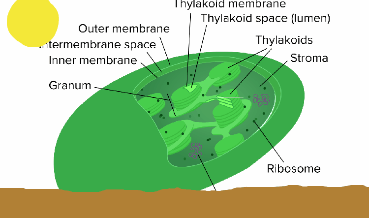 Photosynthesis GIF Blog
