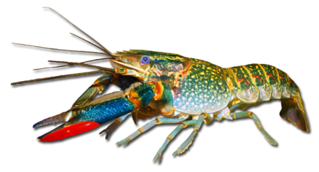 Mengenal Lobster Hias Air Tawar - Dunia Akuarium