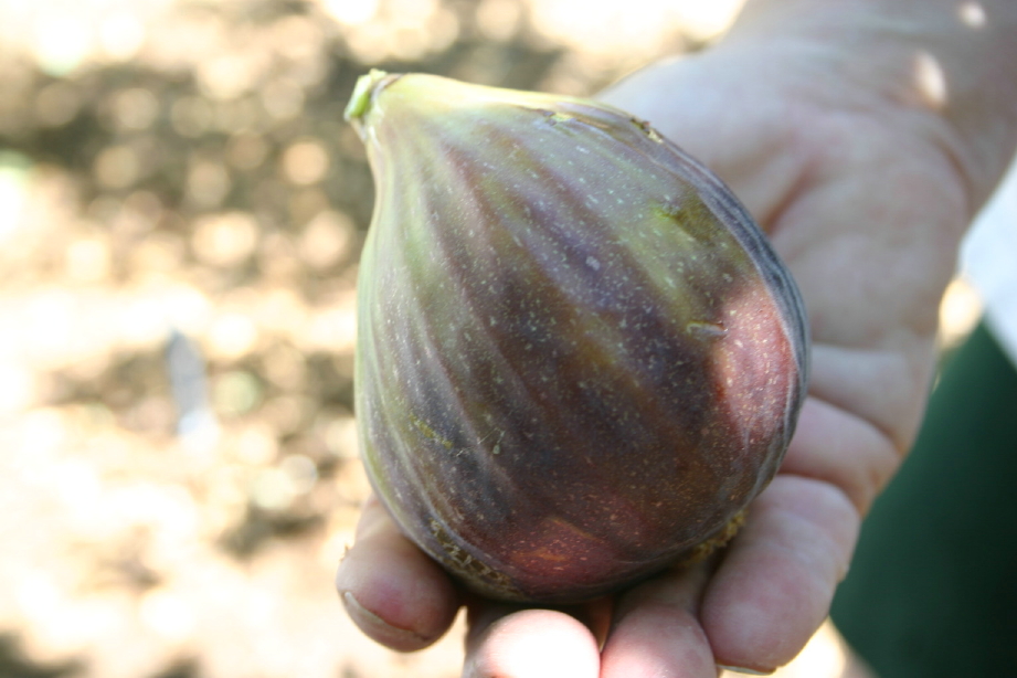 Xtremehorticulture of the Desert: Figs Grow Great in the Mojave Desert