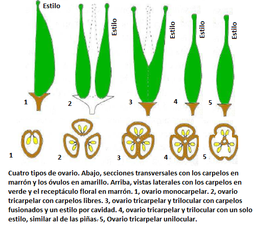 Sobre esto y aquello: El fascinante interior de una piña