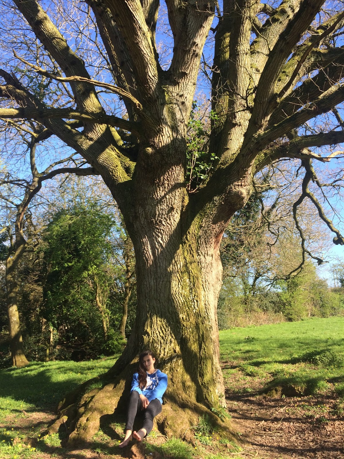birdgirl: Birding around my village in the Chew Valley and admiring trees