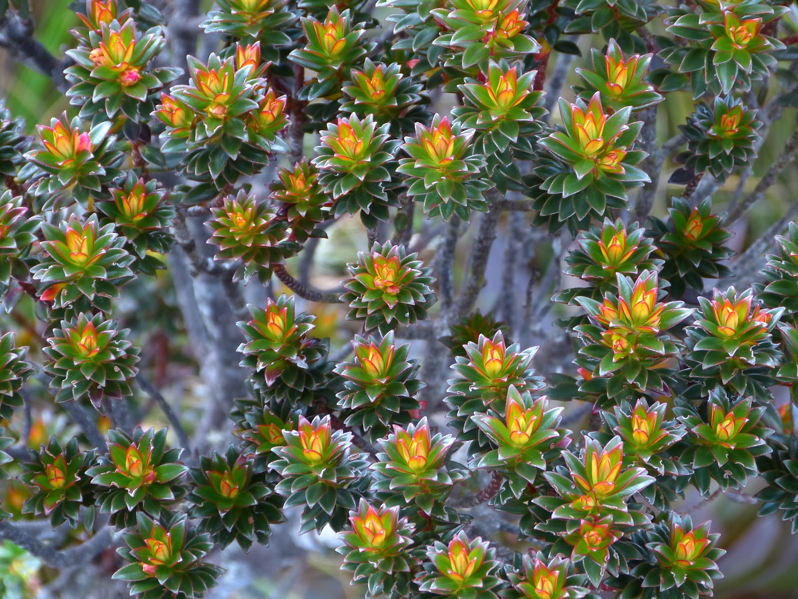 CASAL AVENTURA: MONTE RORAIMA – FLORA