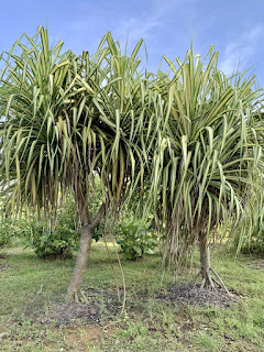 Singapore For Less: Jurong Lake Gardens - Grassland, Alstonia and Rasau ...