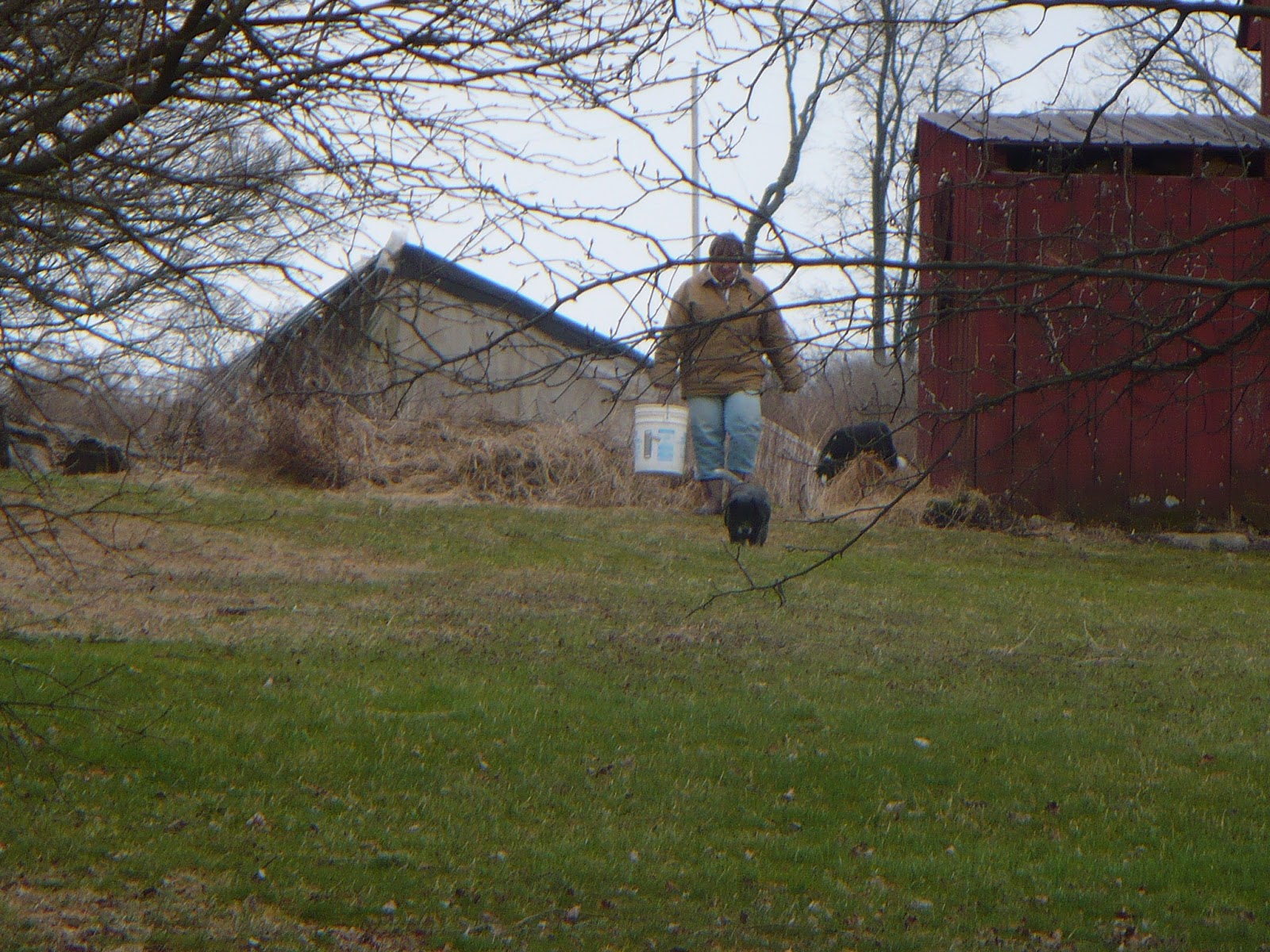 Dancing Hen Farm CSA