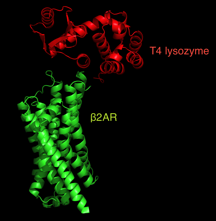 Crystal Structure of β2 adrenergic receptor-Gs protein complex ...