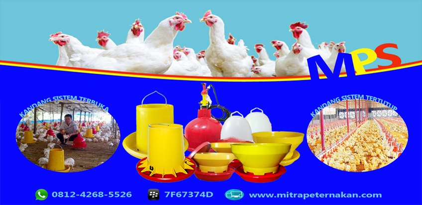 Agen Peralatan Kandang Ayam