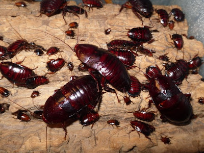 Blog Archives - rillycollector