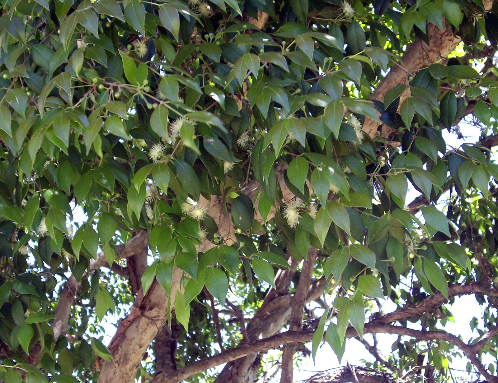 v e r d e c h a c o: Guabiyú