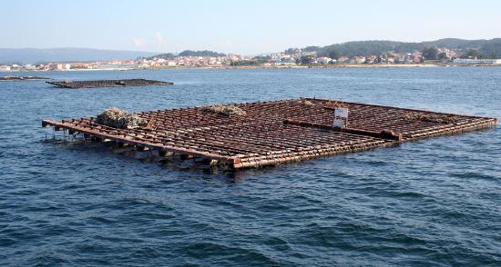 Productos acuicultura, miticultura y pesca: La importancia de la batea ...