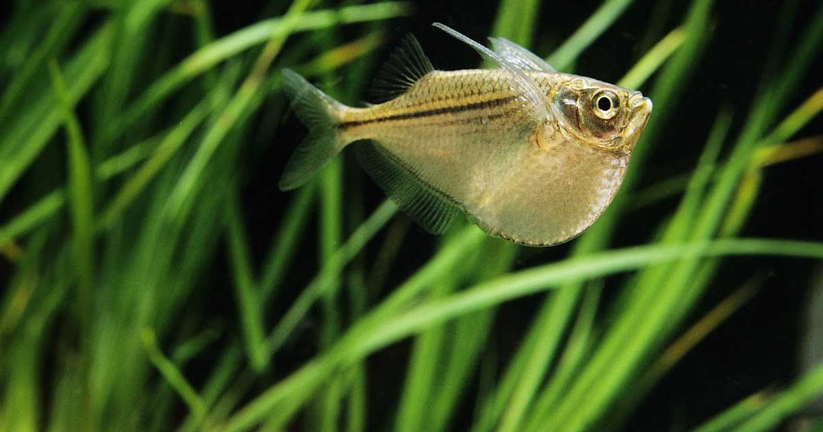 How to Breed Common Hatchetfish - fish-hobbyist