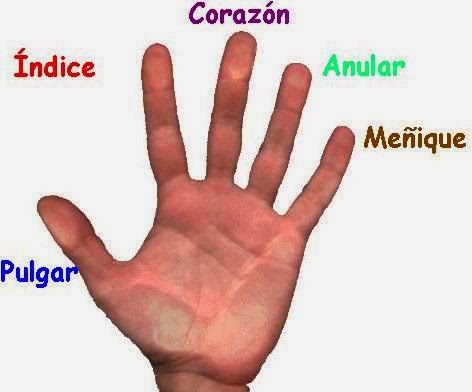Los Dedos de la Mano y su Significado Metafísico