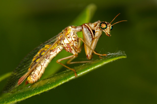 Hacia un lugar salvaje: Mantispa styriaca. Ni mantis ni avispa ...