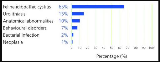Gejala Penyakit Kucing Susah Kencing (FLUTD / FUS) dan Cara Mencegahnya ...