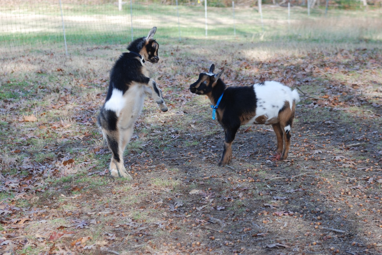 Wings of Dawn Farm: Dancing Goats