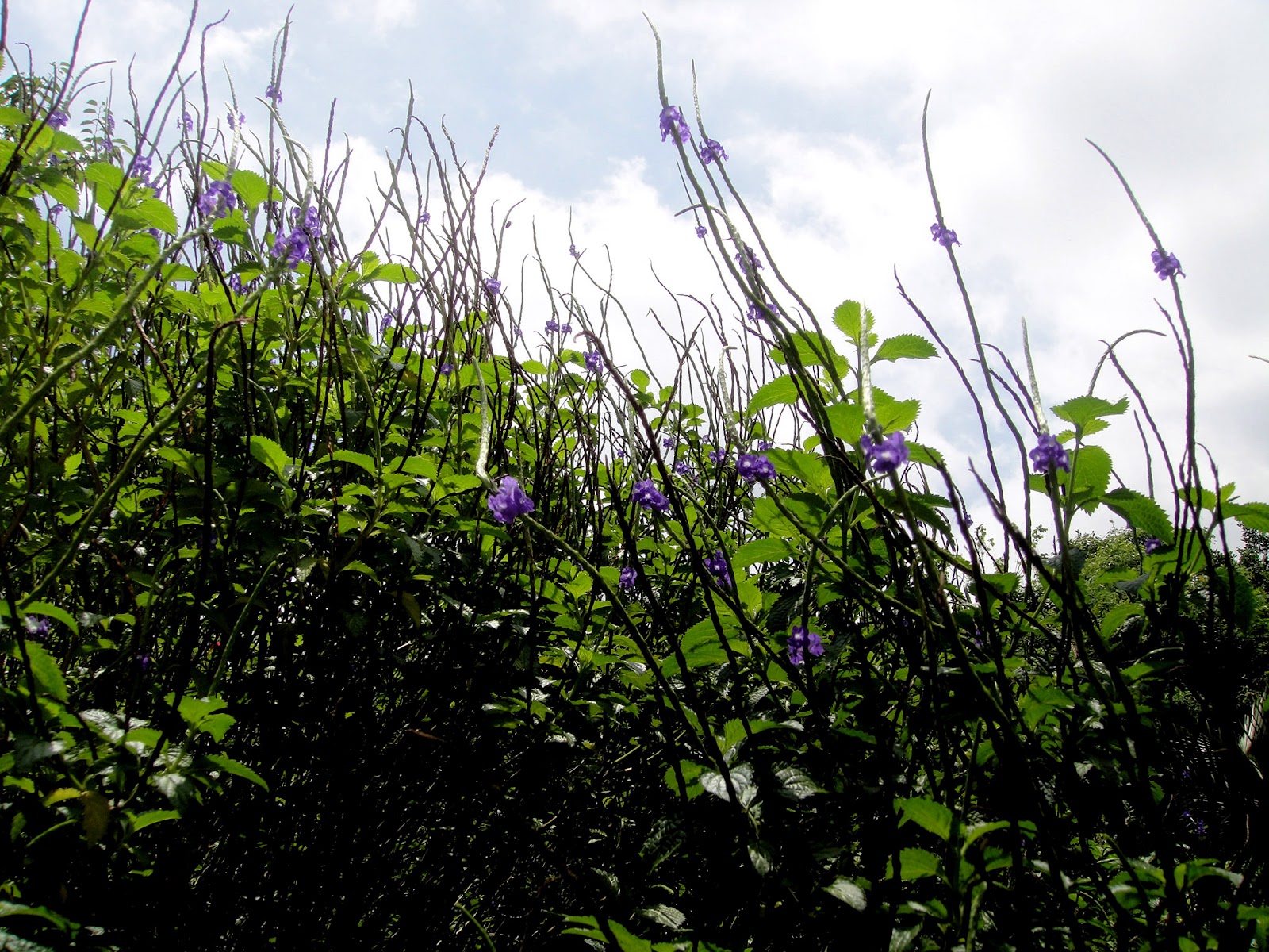 DWAN雲之端: 長穗木-又名紫花長穗木、馬鞭草--英文名稱：Jamaica False-valerian--學名 ...