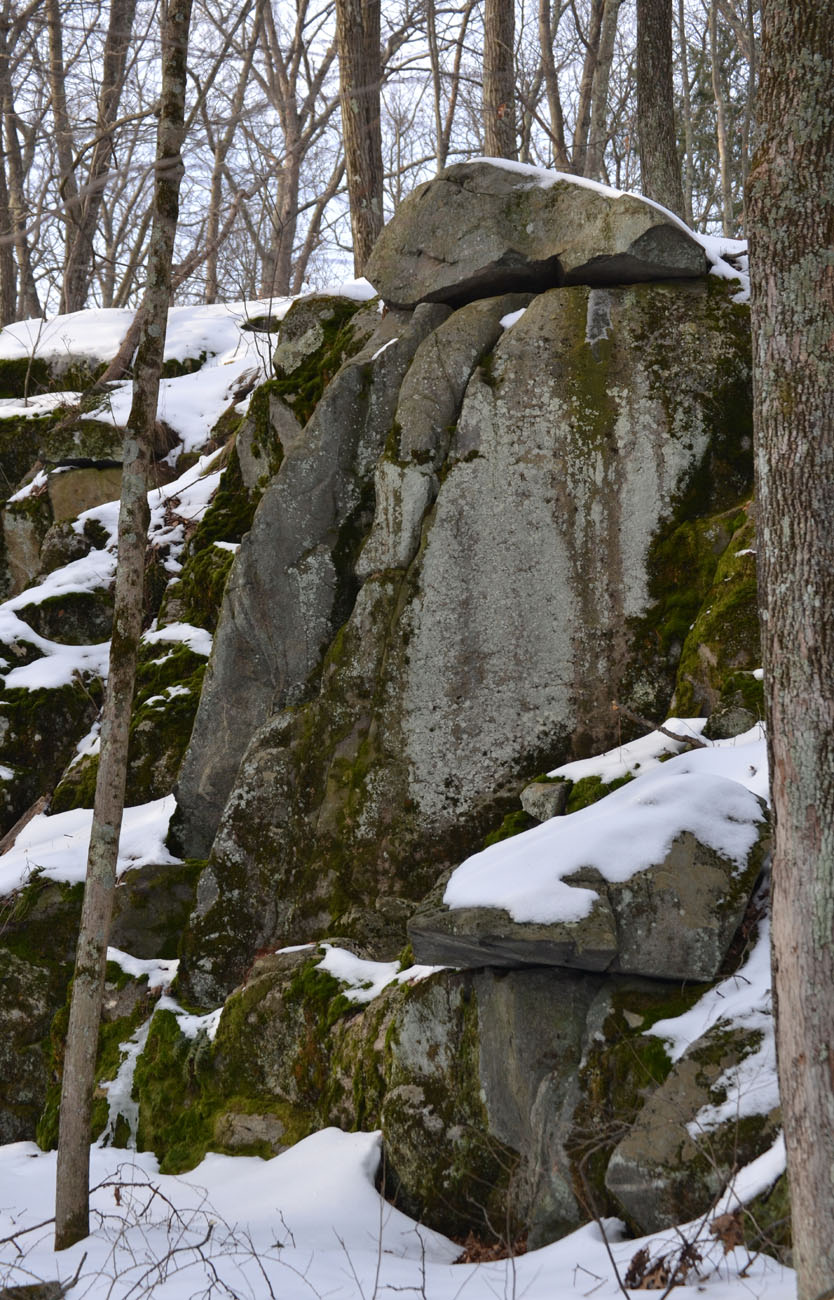 Woods Walks and Wildlife: Icy Woodland Sights, and the Cutest Chickadee ...