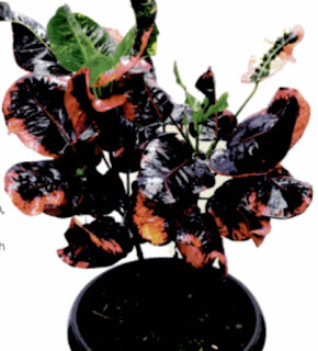 Bunga Puring yang Populer - 🥢 SettiaBlog