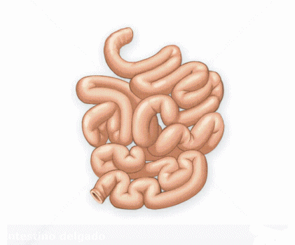 Universo Da Biologia