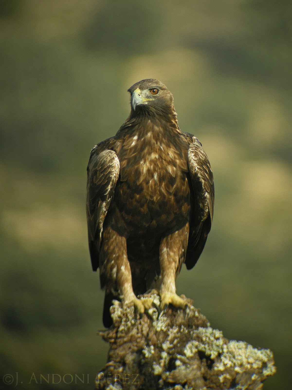 J. Andoni Pérez: ÁGUILA REAL: THE KING OF ROCK&ROLL